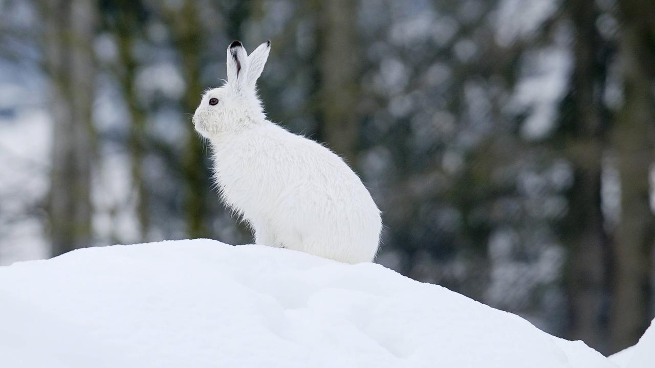 Alpenschneehase zum Tier des Jahres 2025 gewählt - ZDFheute