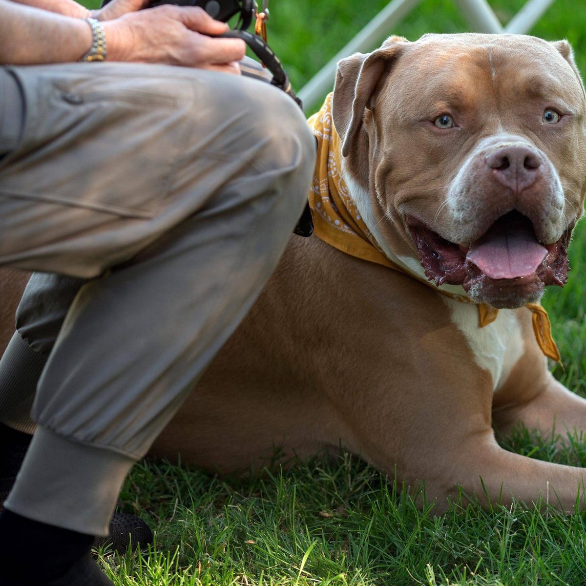Pitbull Dog American Bully Gloria Avec Les Babys 🐶 💙