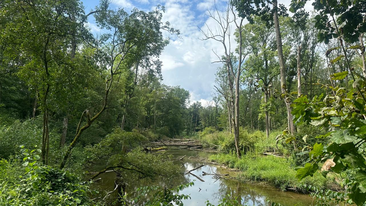 Auwald: Welche Vorteile natürliche Flussufer haben - ZDFheute
