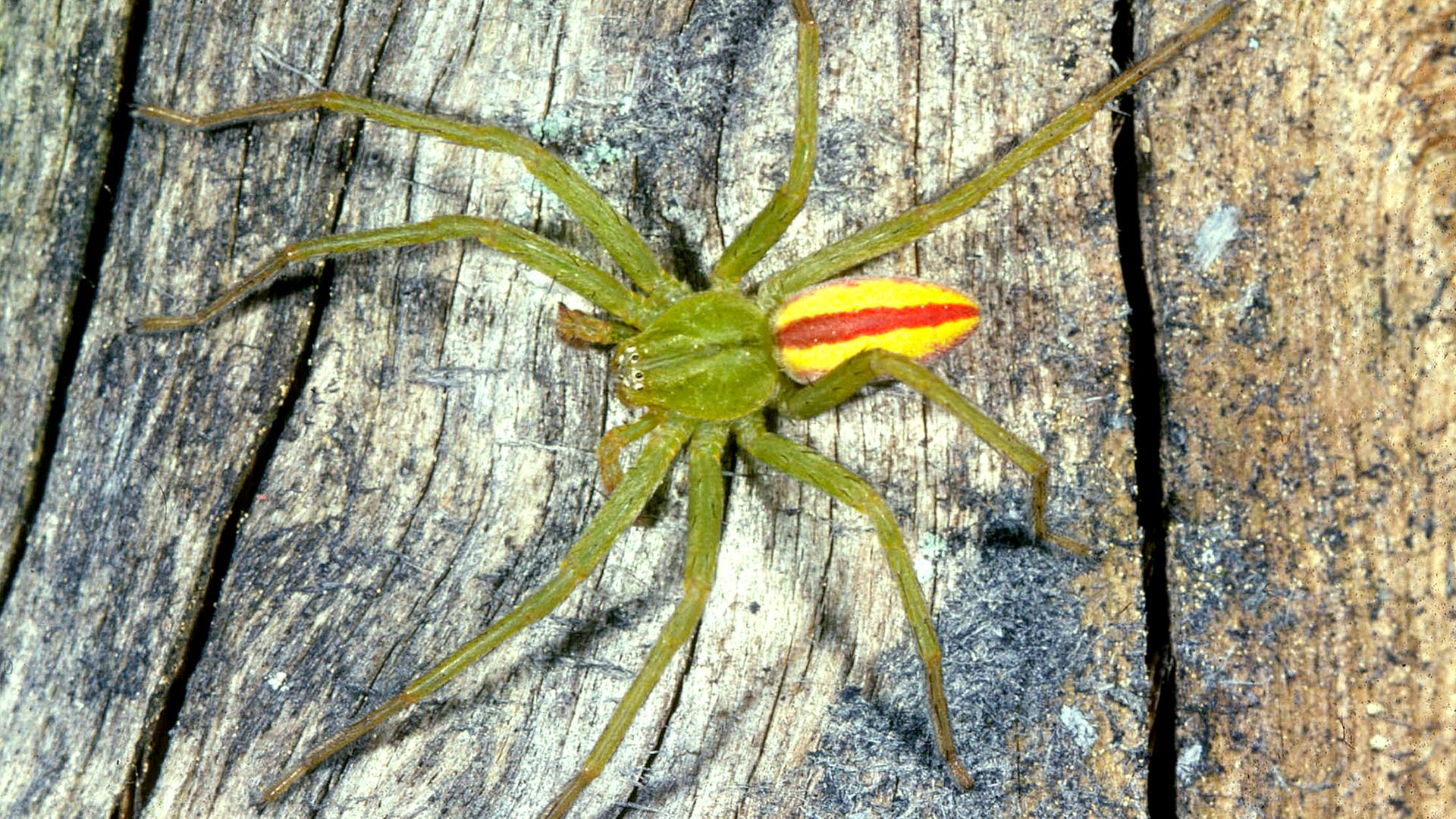 Sydney Trichternetzspinne Steckbrief – NHDK