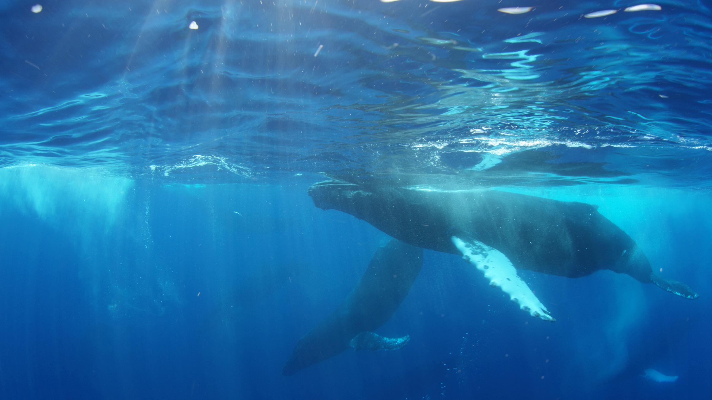 Tiere Und Pflanzen Des Pazifischen Ozeans