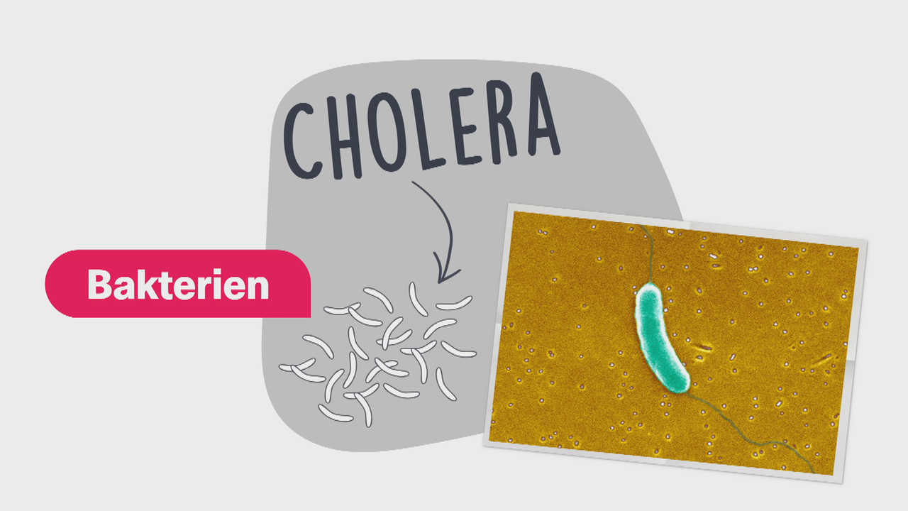 logo! erklärt: Cholera - logo!