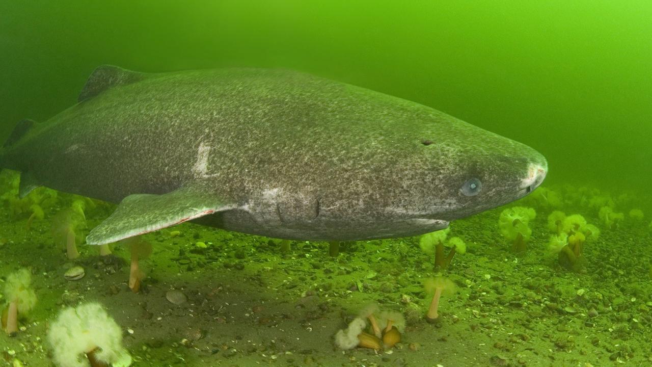 Seltene Hai Art: Forschern gelingen Bilder von Eishaien - ZDFheute