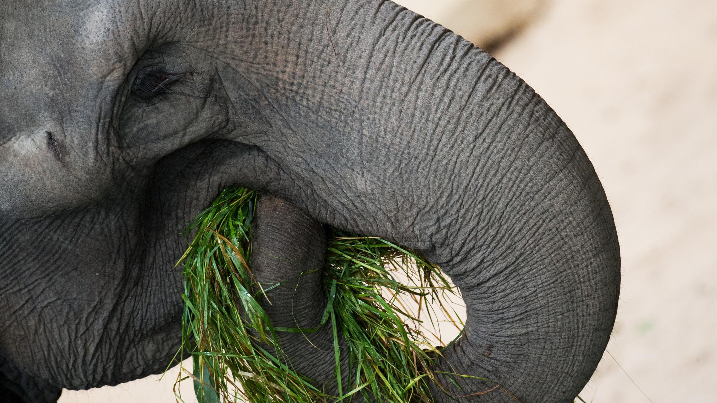 Zeichnungen Von Elefanten