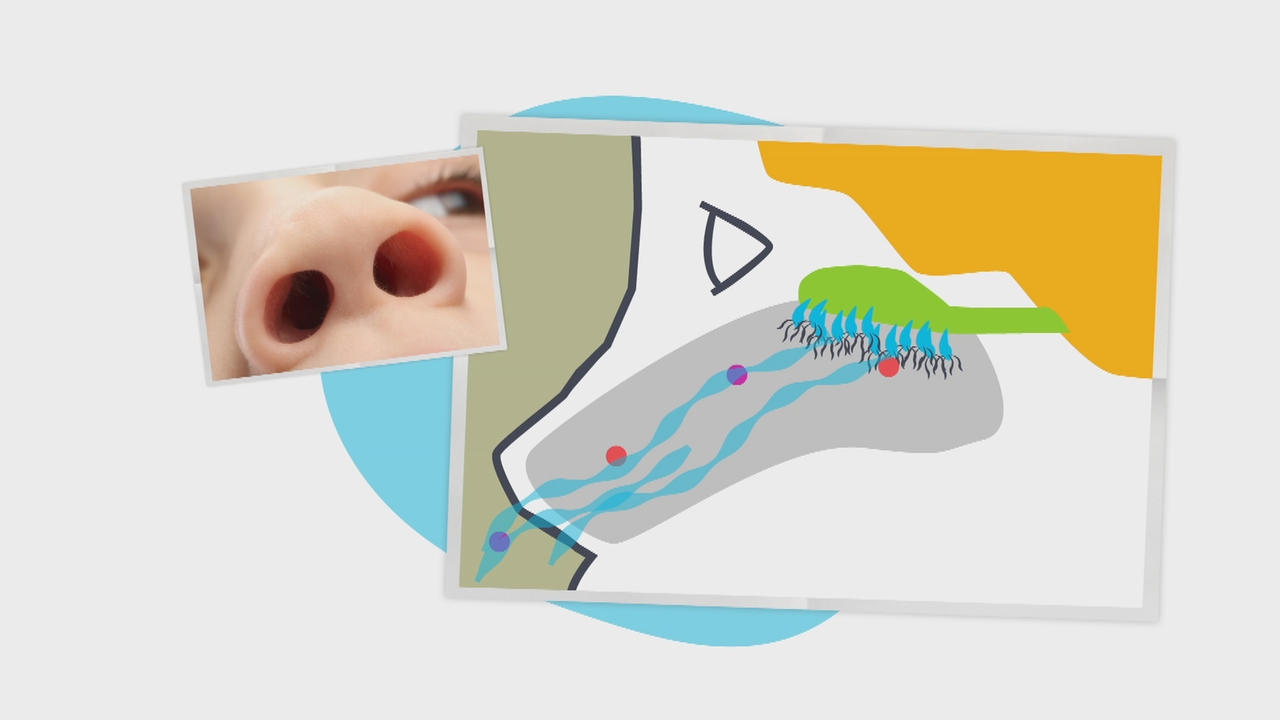 Wie funktioniert Riechen – ZDF goes Schule