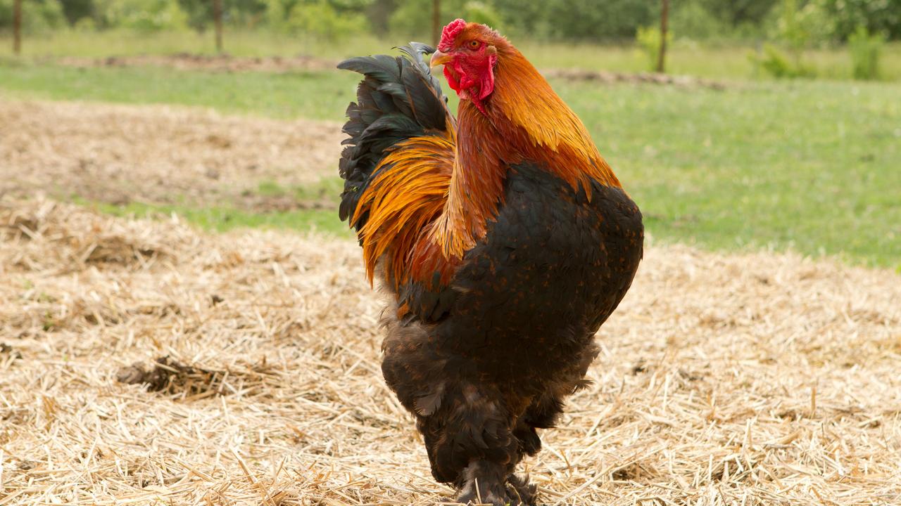 Löwenzähnchen: Hahn - ZDFtivi