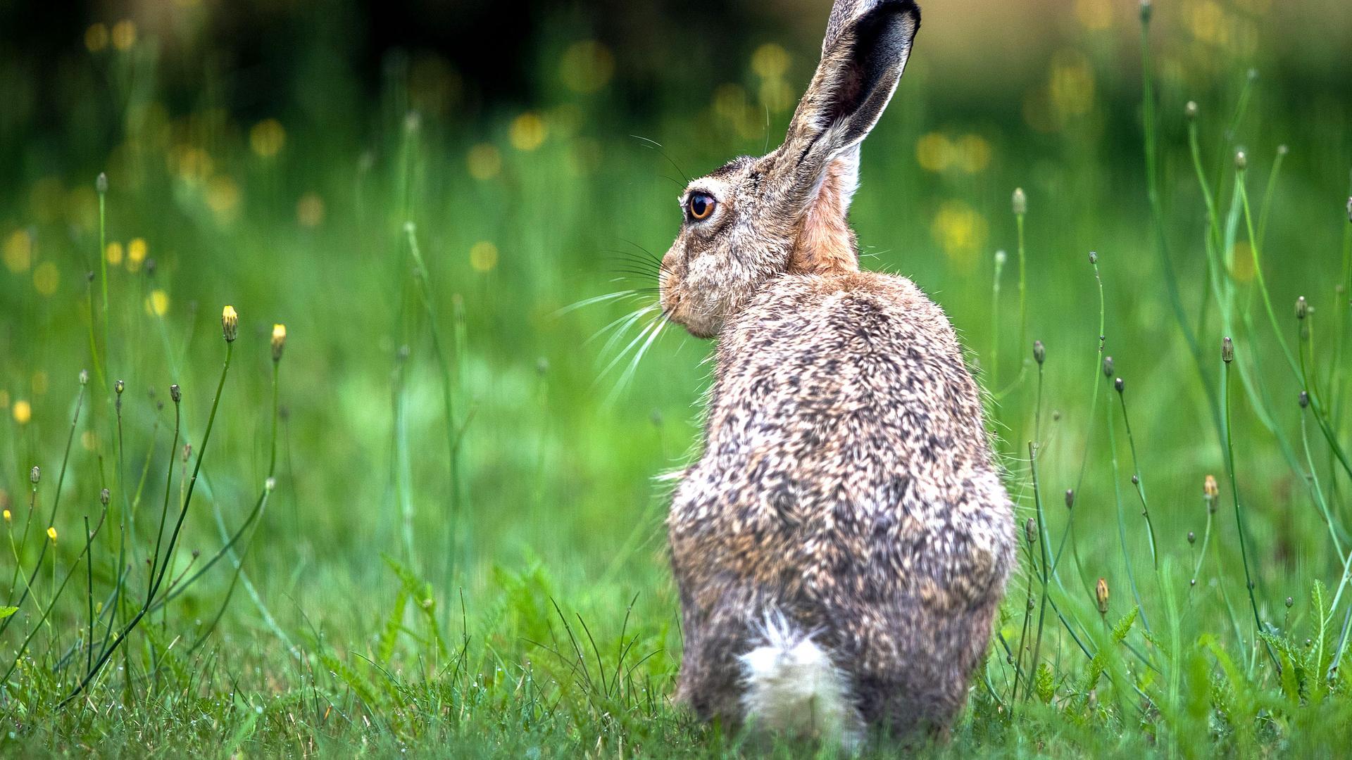 Löwenzähnchen: Hase