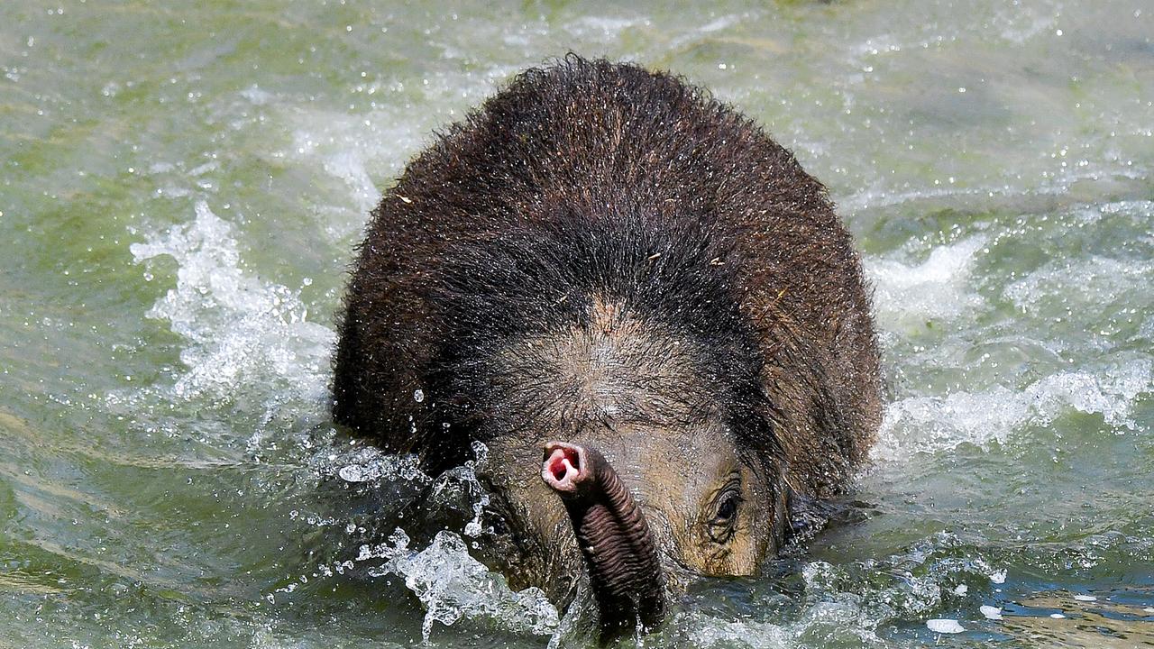 Tierisch heiß - ZDFheute