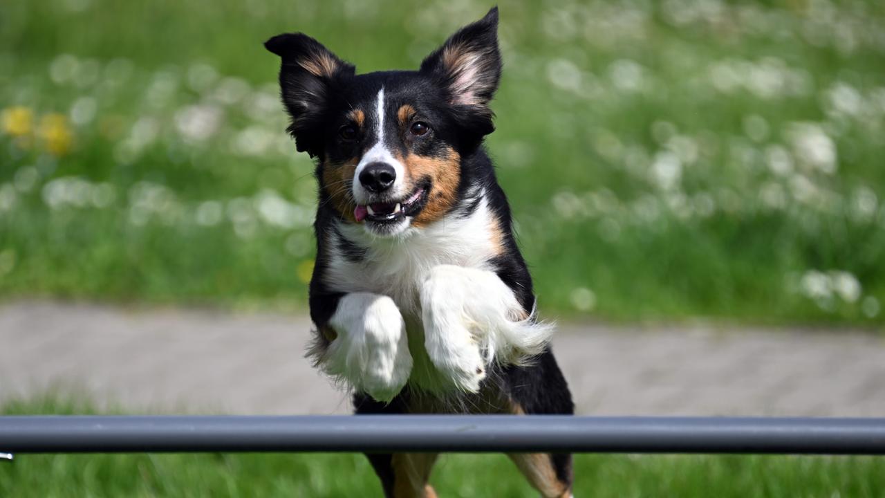 Hunde - Tipps und Wissenswertes - ZDFheute