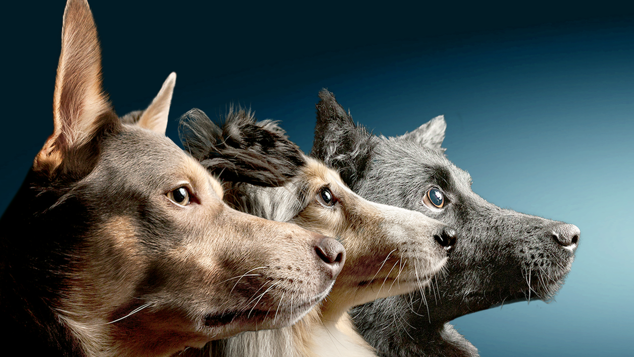 Die Geschichte der Hunderassen – ZDF goes Schule