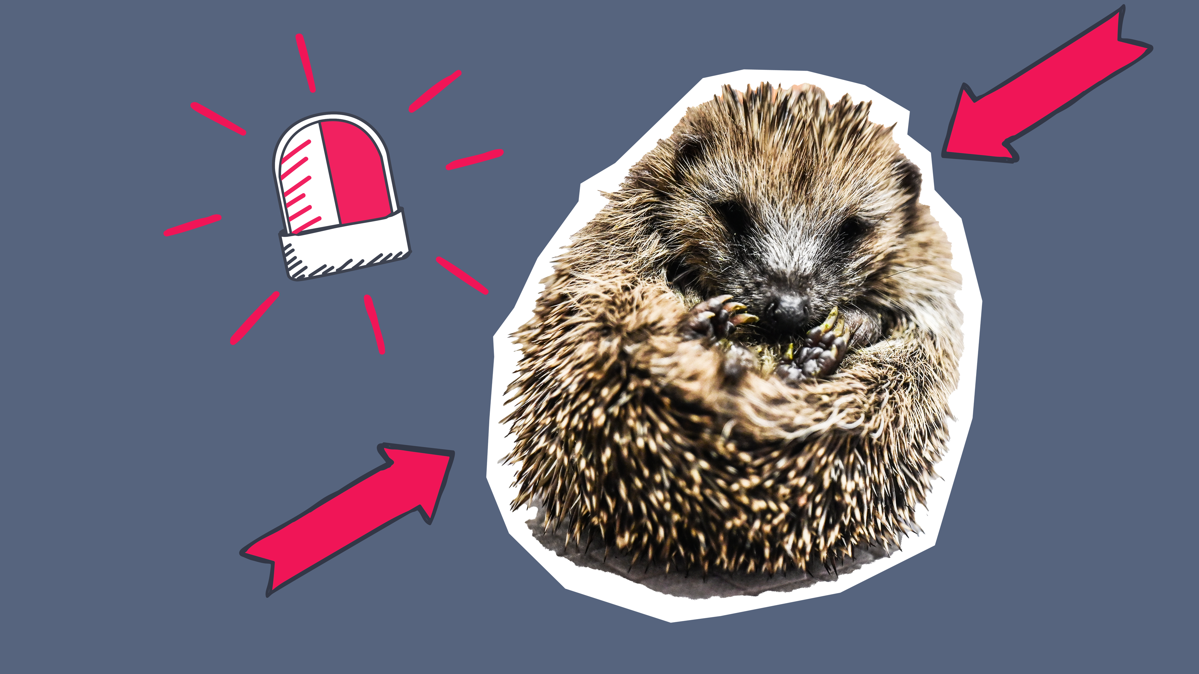 Programmieren Igel Logo FMSLogo Download