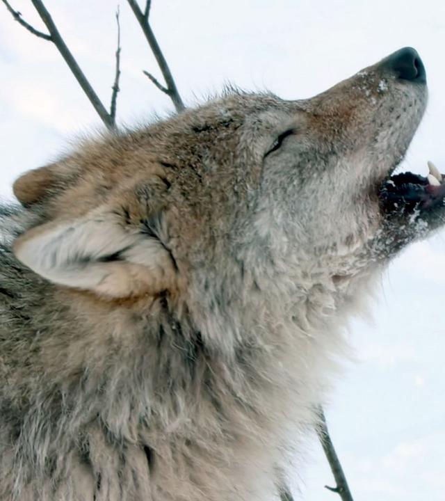 Was Tiere fühlen - Die Hellhörigen