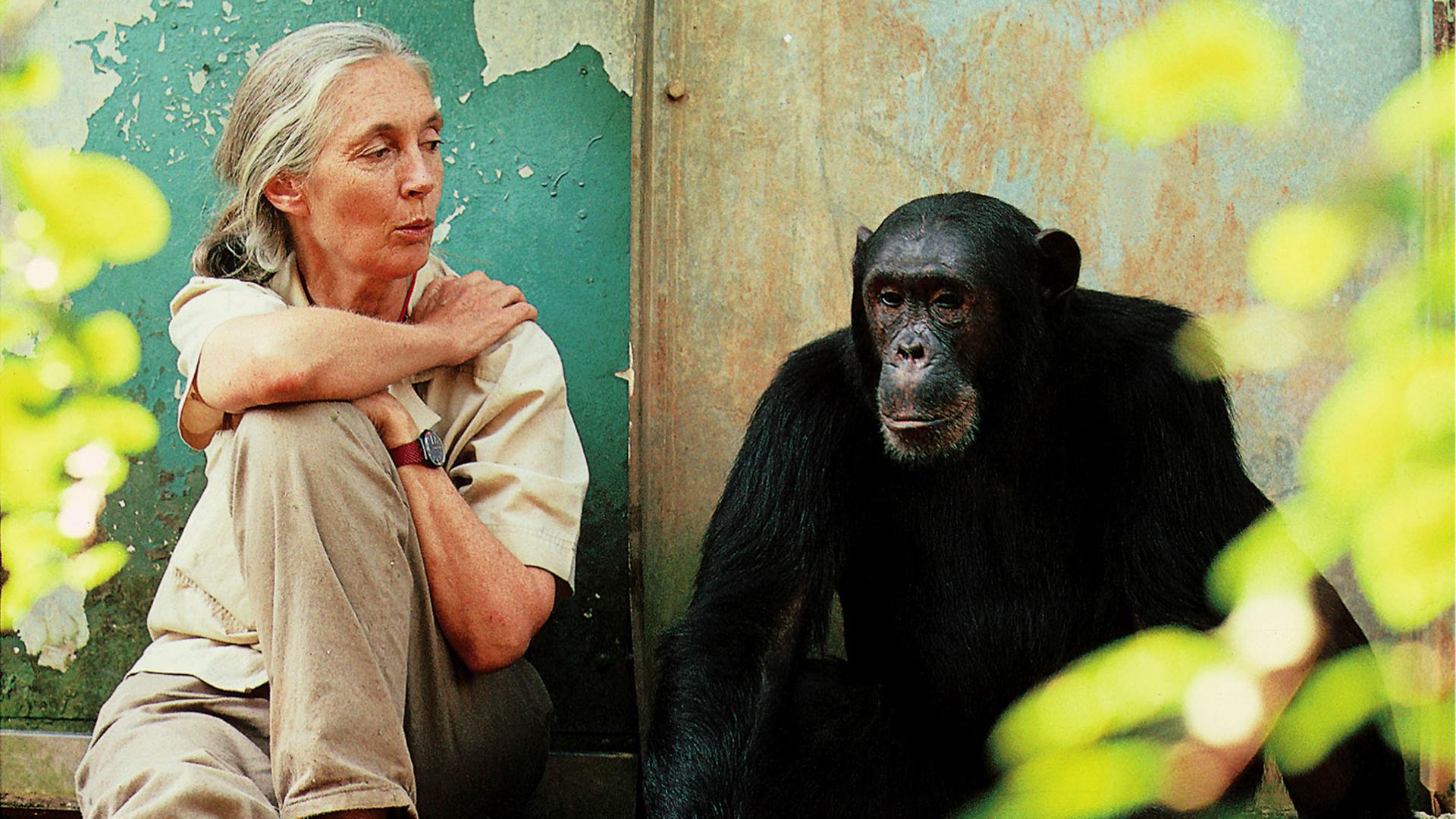 Jane Goodall - ein Leben für die Schimpansen - ZDFheute