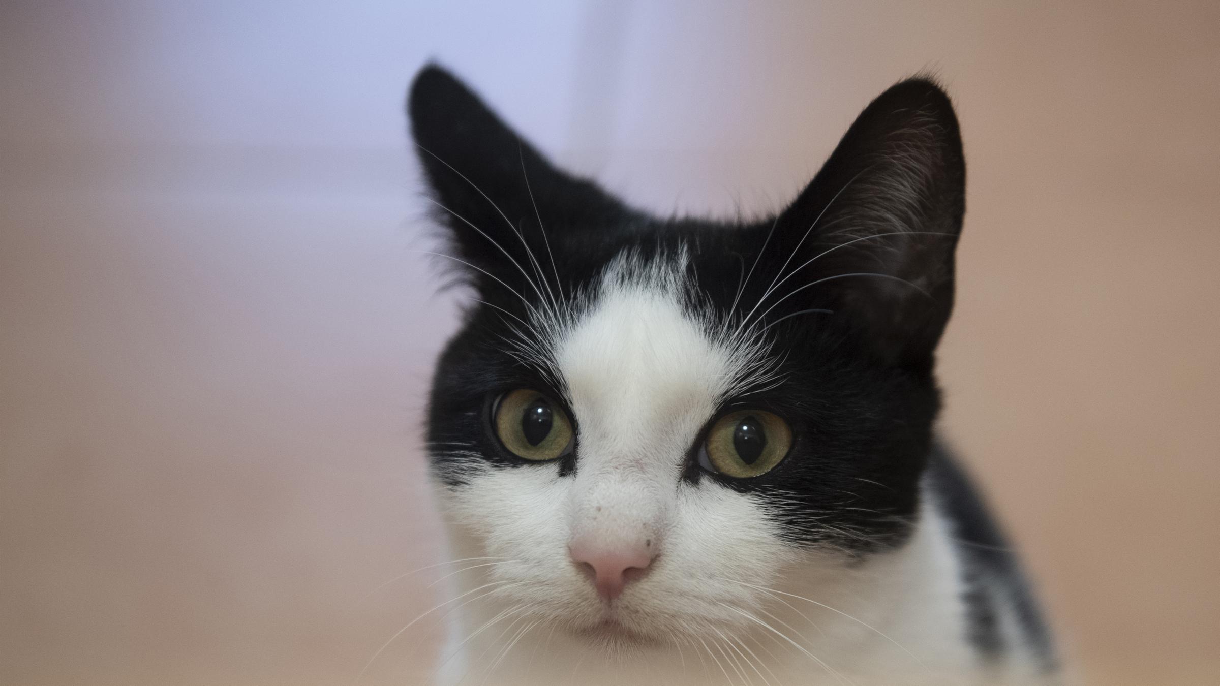 Katzen - Tipps und Wissenswertes - ZDFheute