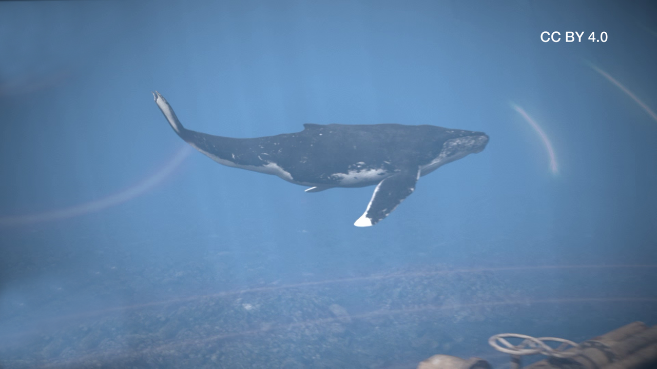Wie kommunizieren Wale? (Creative Commons) - ZDFmediathek