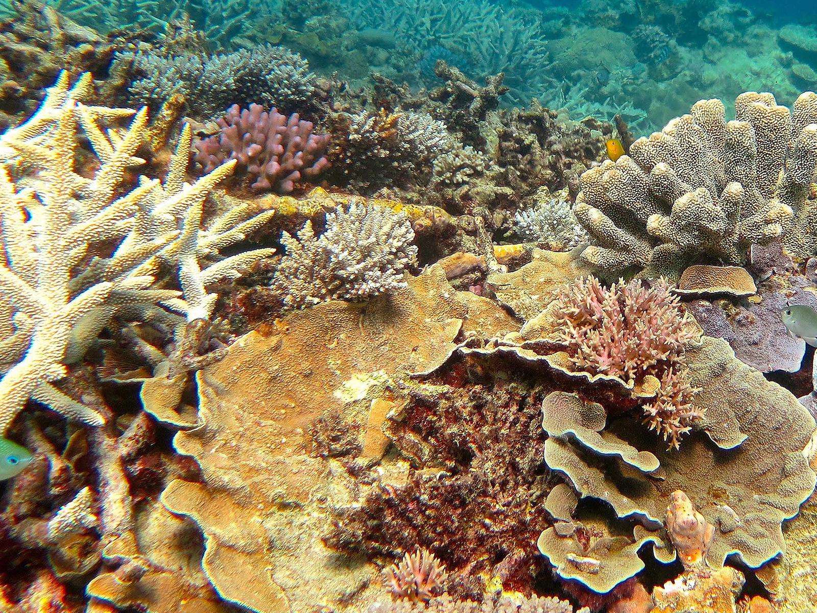 Korallbleking Graf Korallenbleiche Vor Australien ESKP