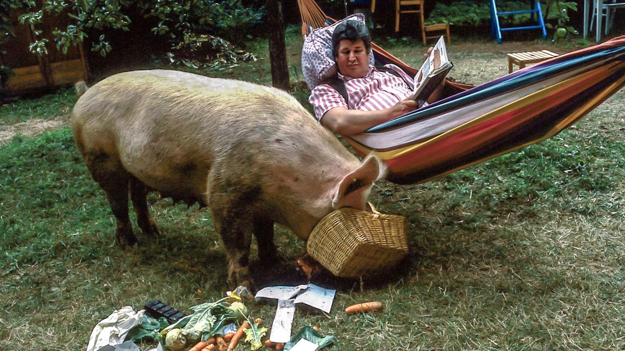 Lustiges Schweinemem