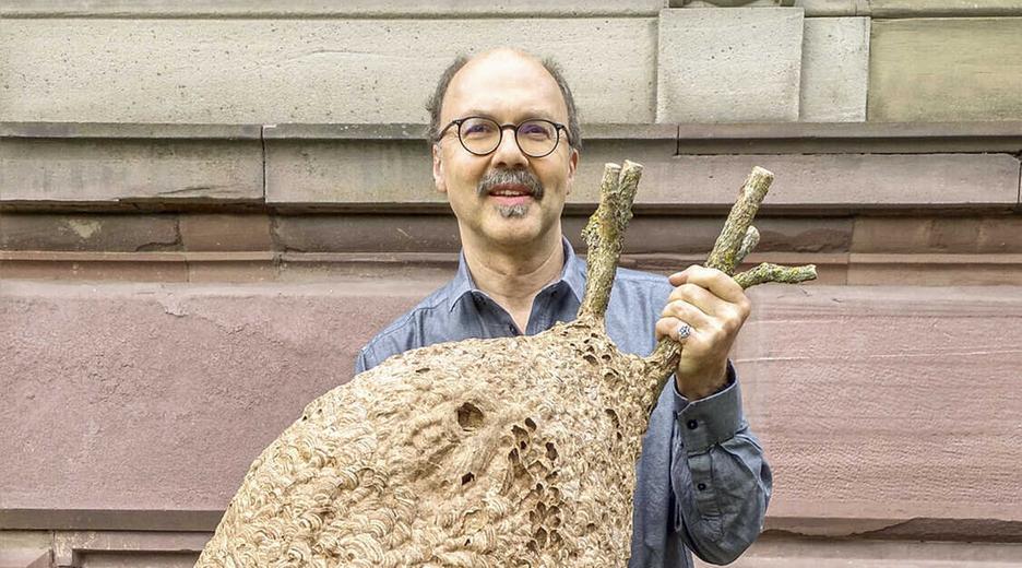 Hornissen: Warum die asiatische Art gemeldet werden sollte - ZDFheute