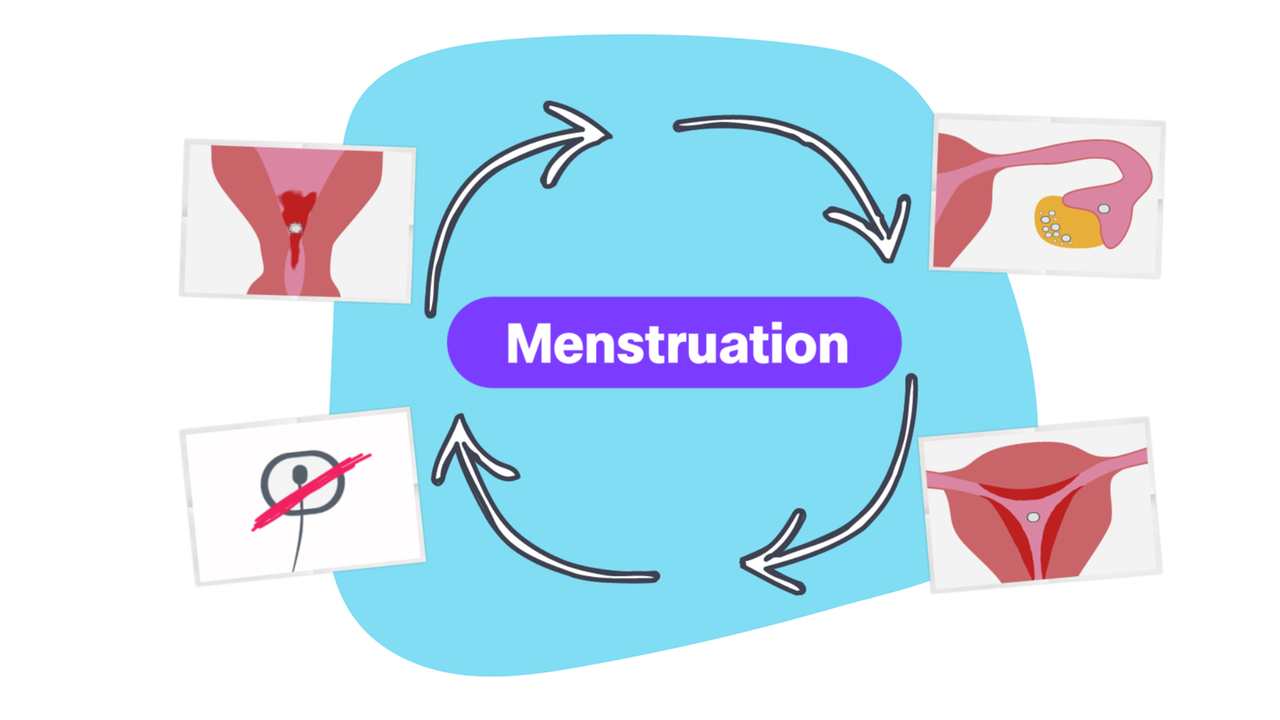 Was bei der Menstruation im Körper passiert – ZDF goes Schule