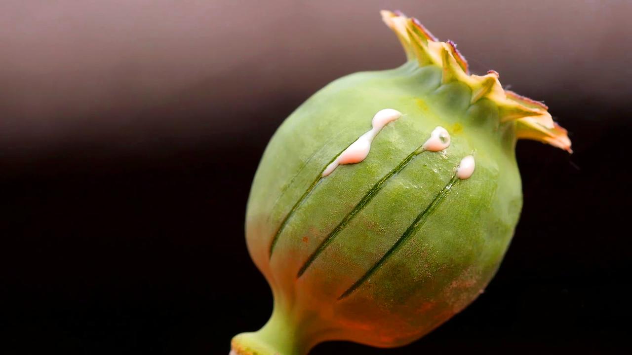 Drogen - Eine Weltgeschichte (1/2) - ZDFmediathek