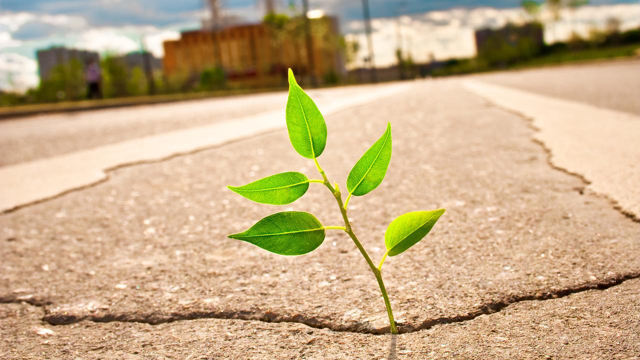 Studie: Mensch und Natur entfremden sich - ZDFheute