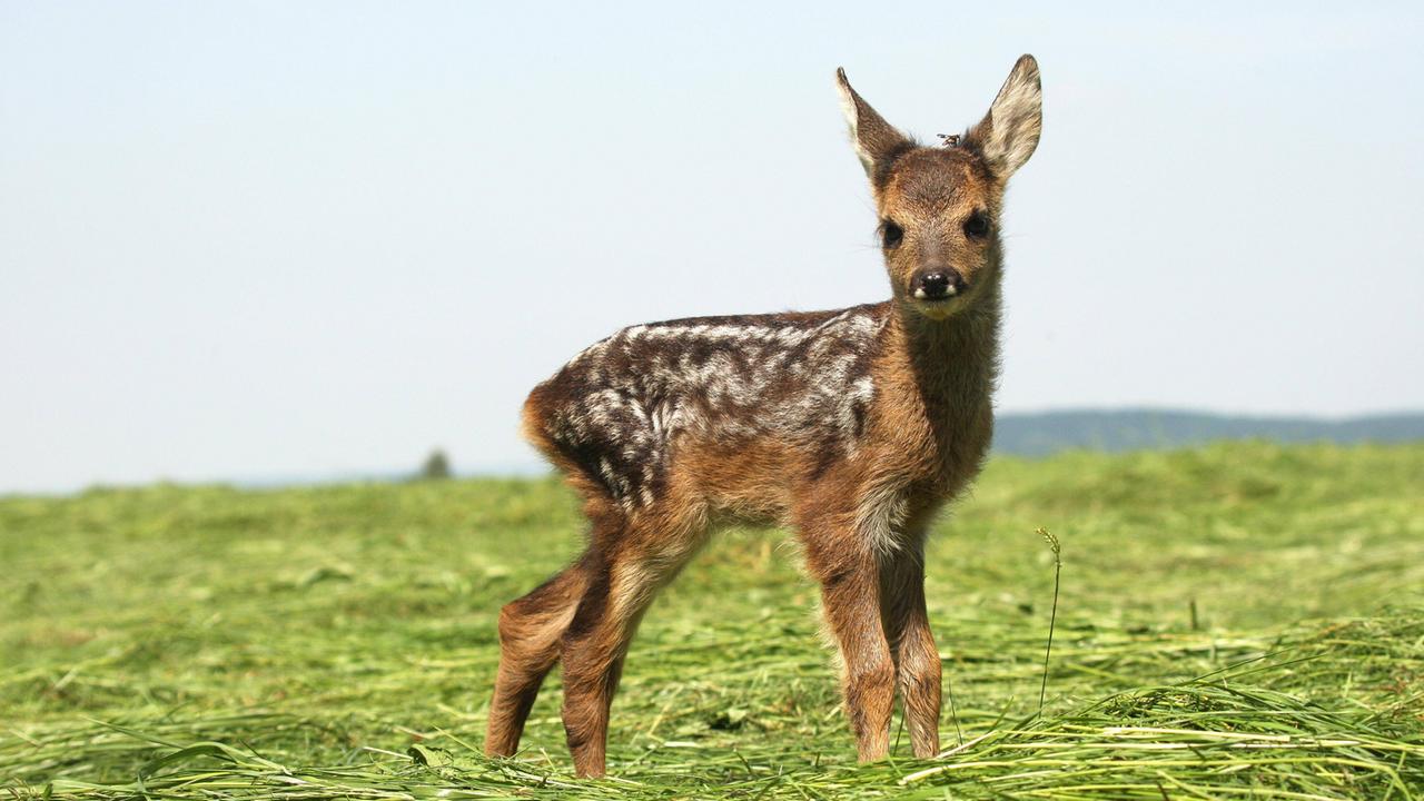 Löwenzähnchen: Rehkitz - ZDFmediathek