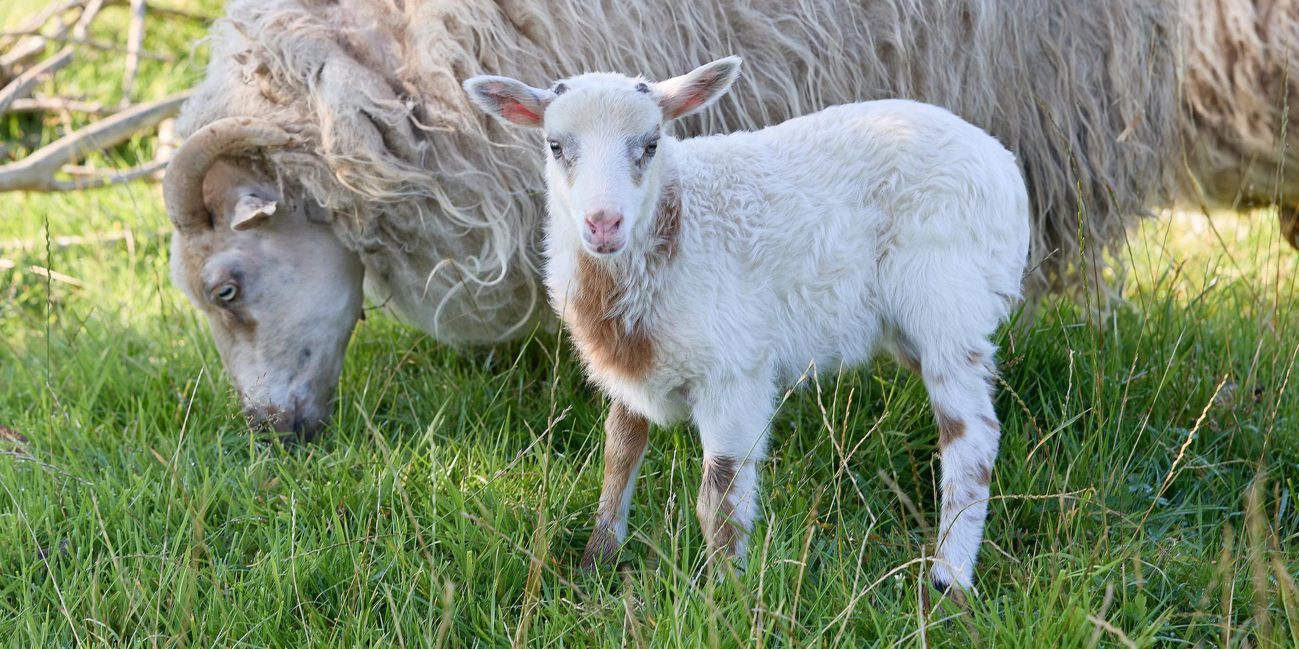 "Schiege" laut Evolutionsbiologe: "Evolutionäre Sackgasse" - ZDFheute