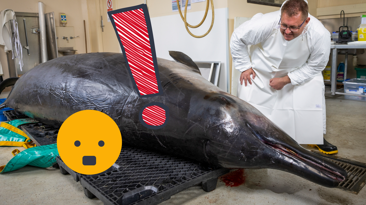 logo!: Geheimnissvoller Wal! - logo!