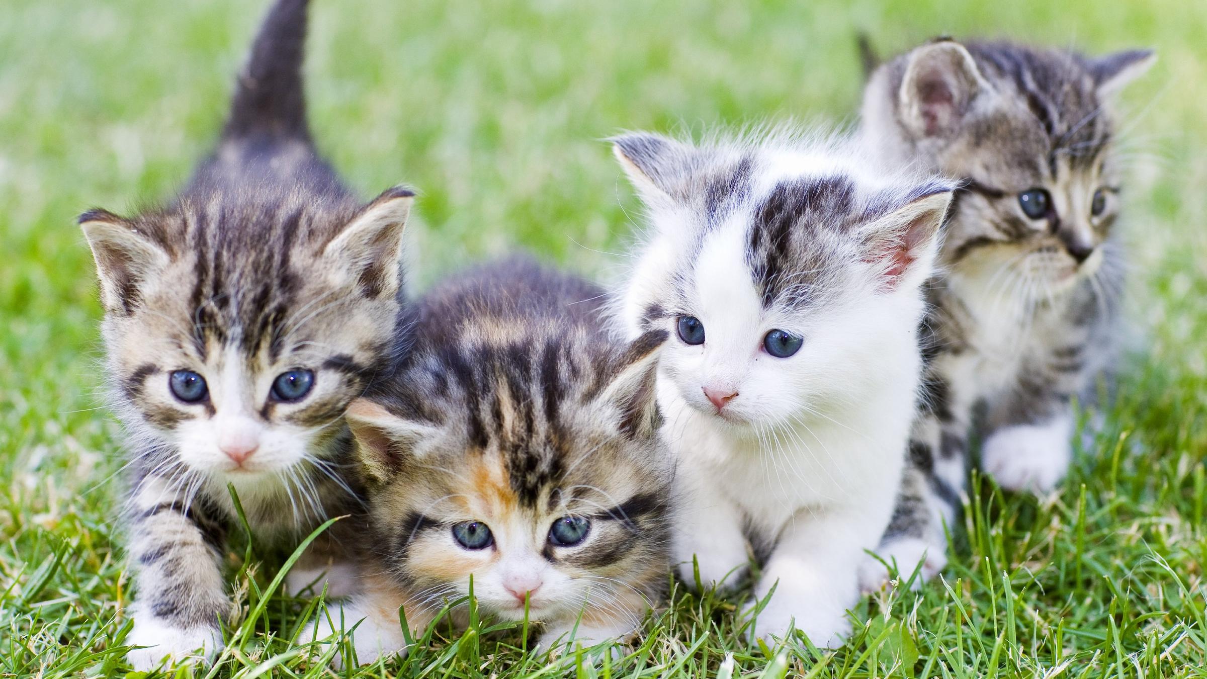 Katzen - Tipps und Wissenswertes - ZDFheute