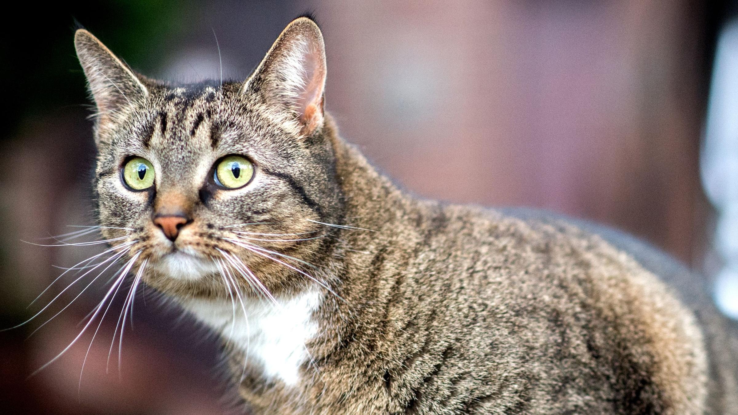 Katzen - Tipps und Wissenswertes - ZDFheute