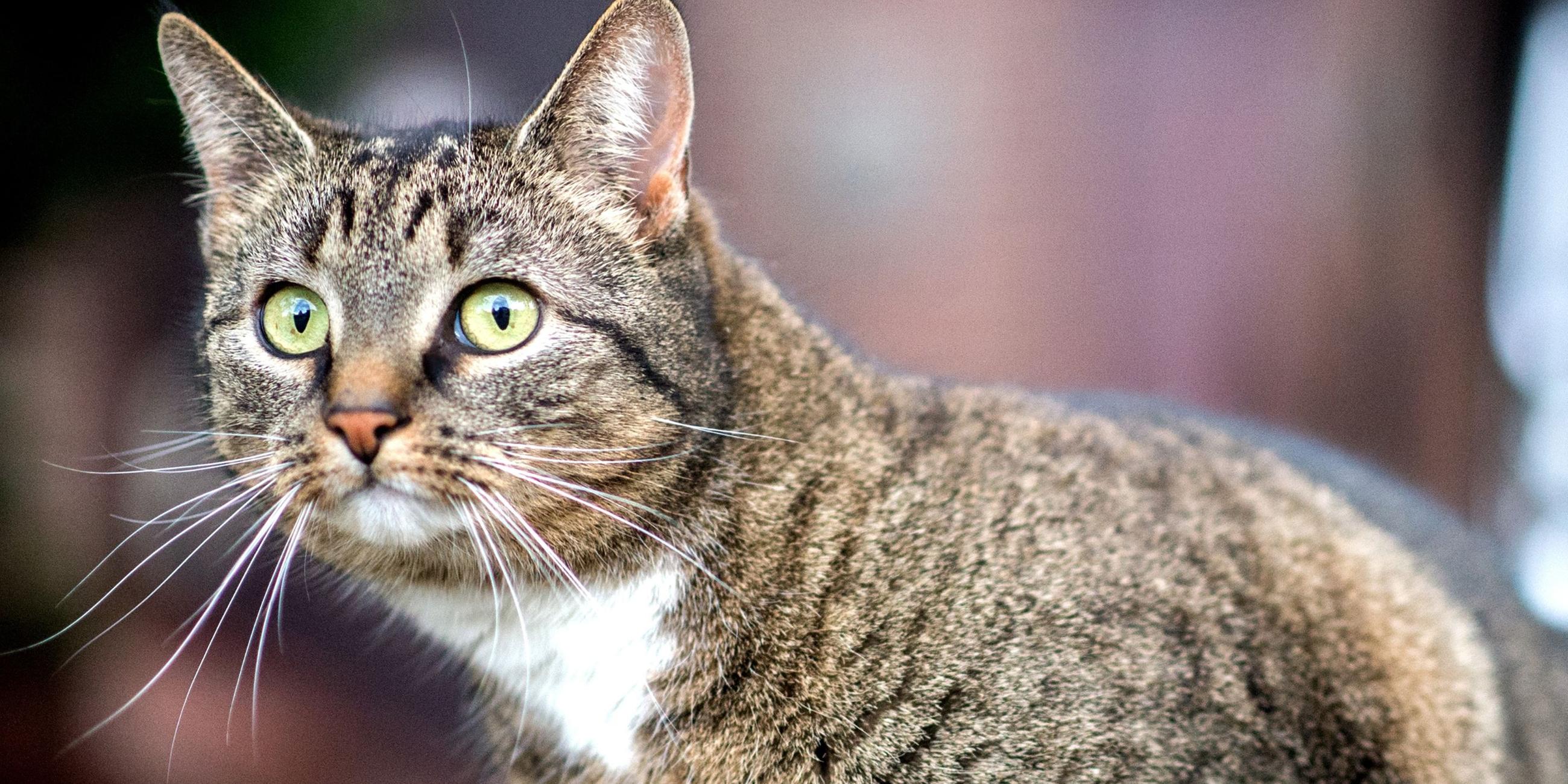 Katzen - Tipps und Wissenswertes - ZDFheute