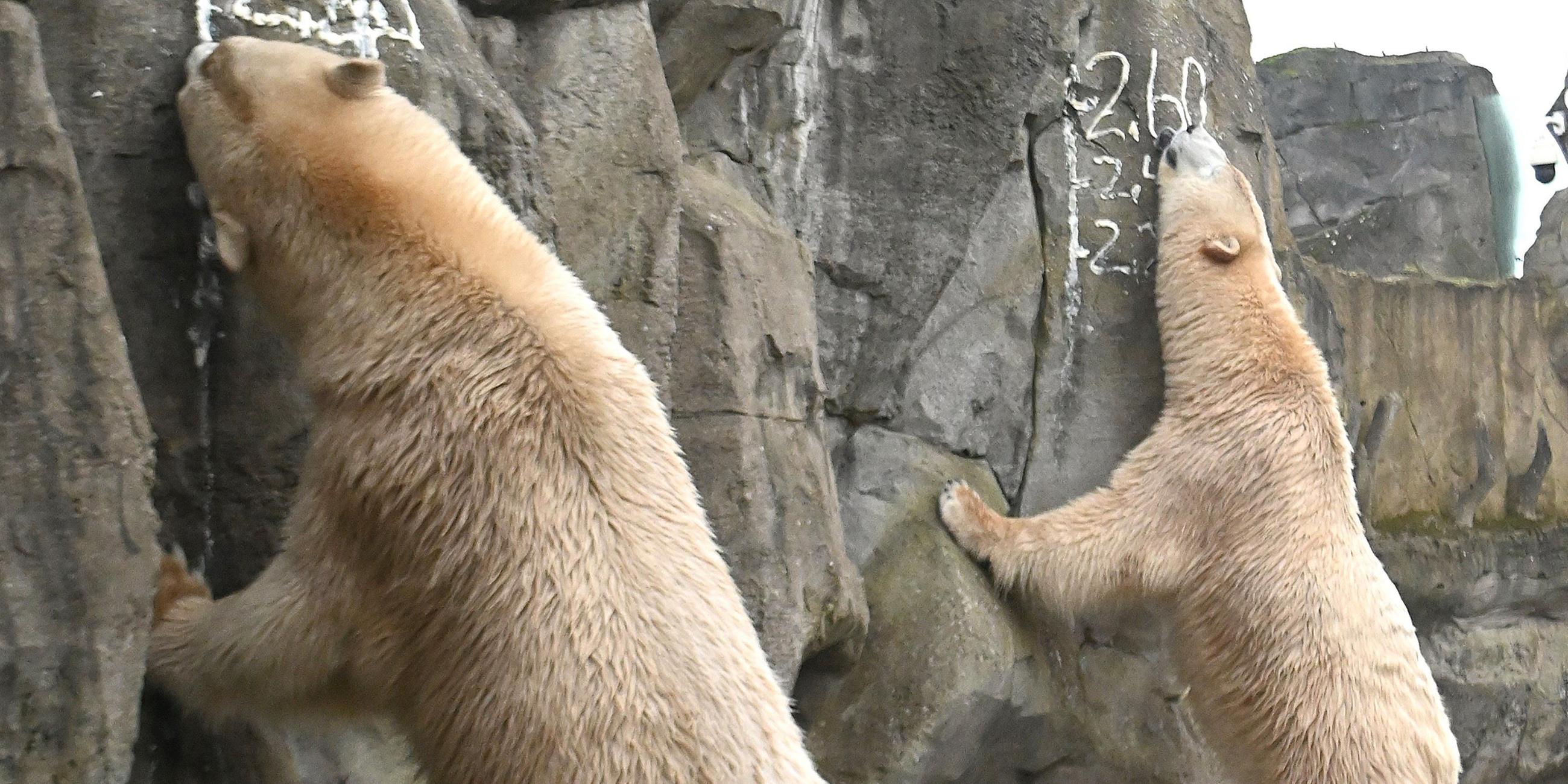 Artenschutz: Tierische Inventur im Zoo Bremerhaven - ZDFheute