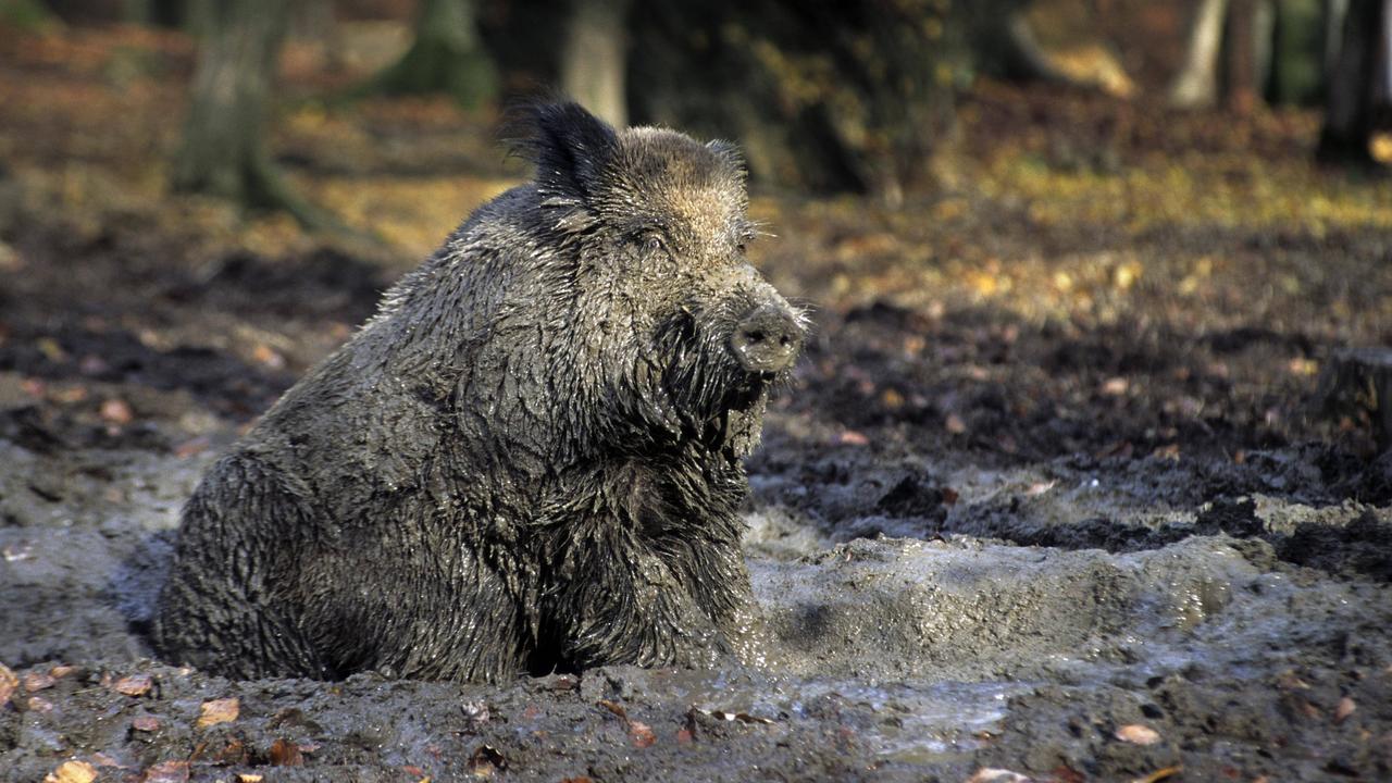 Tiere, Hitze - ZDFheute